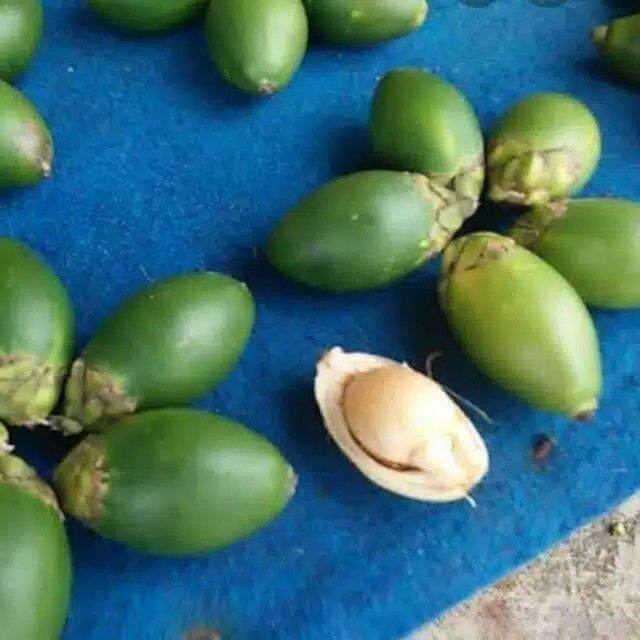 buah pinang Jambe muda 1kg | Lazada Indonesia