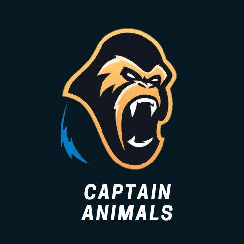 Toko Online Resmi Captain Animals | Lazada.co.id