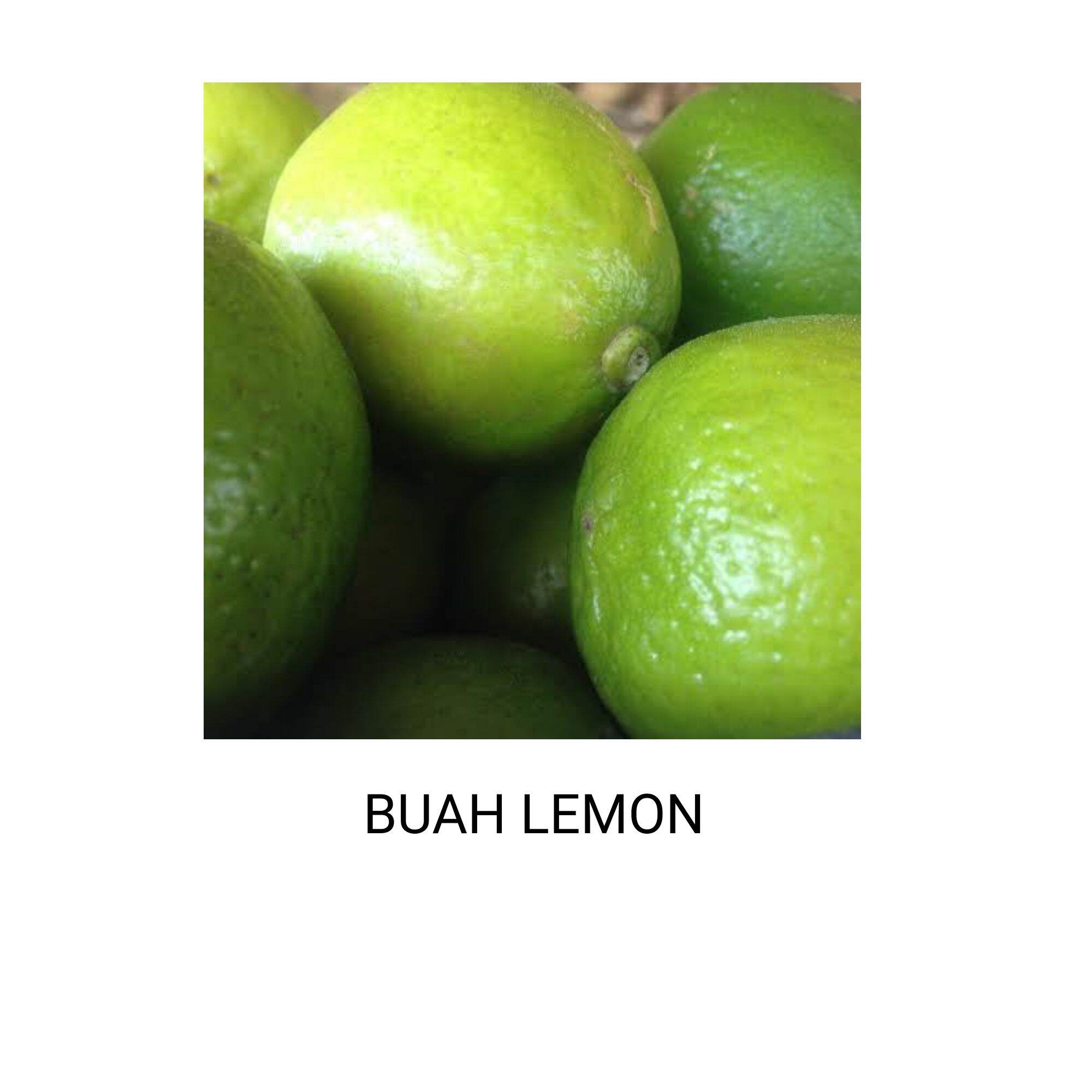 Jeruk Lemon 1KG / Buah Jeruk Lemon - Lemon Segar | Lazada Indonesia