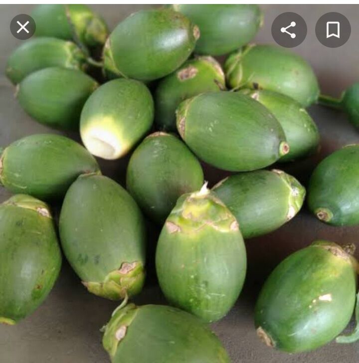 jual pinang muda/2kg | Lazada Indonesia