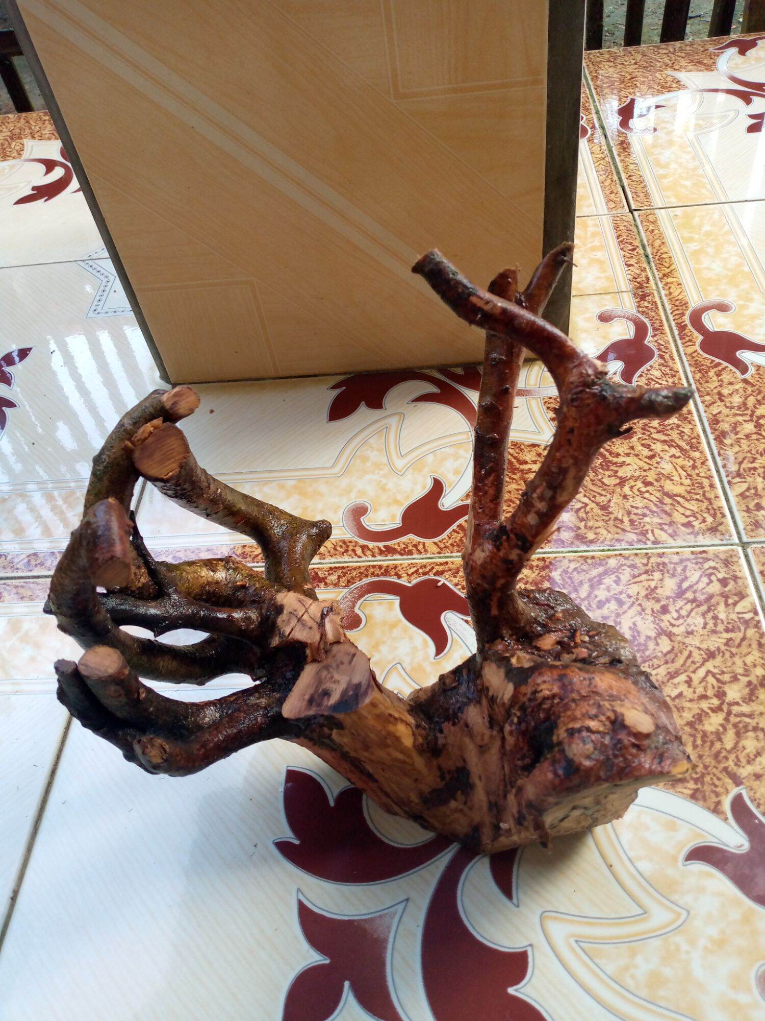 Akar Jambu aquascape | Lazada Indonesia