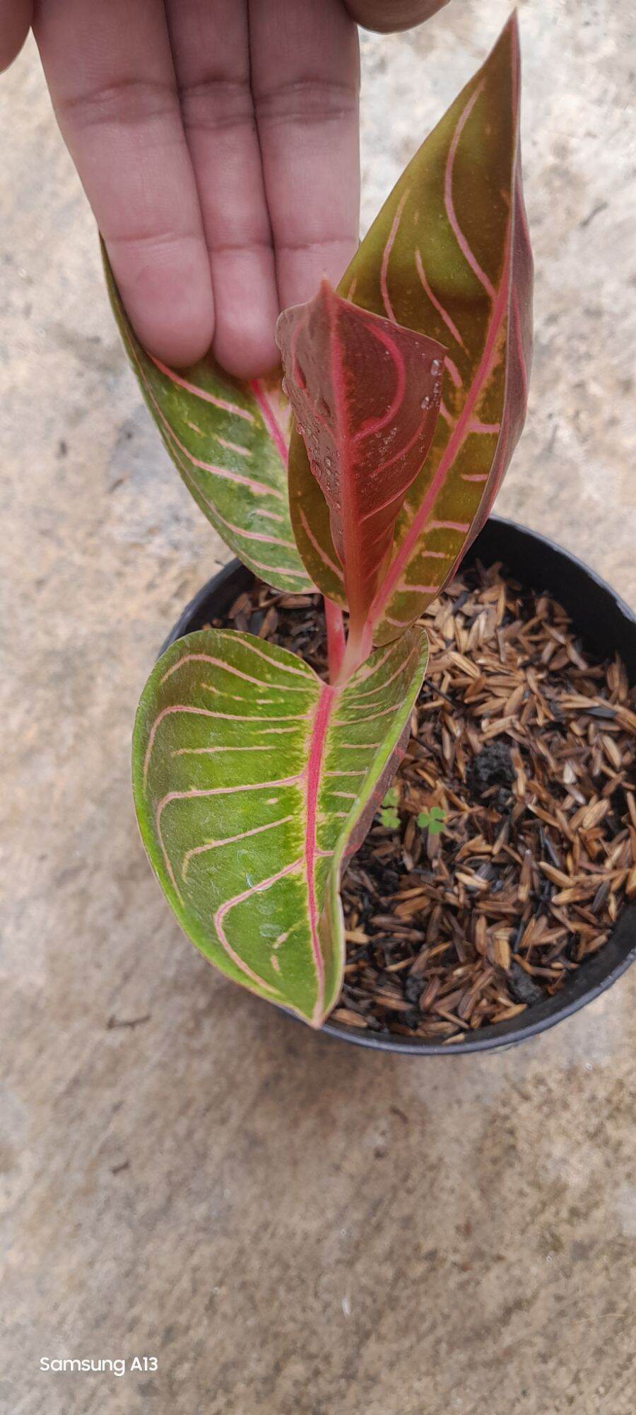 Aglonema POS/Red Sumatra/Redsum (Daun 4) (1) | Lazada Indonesia