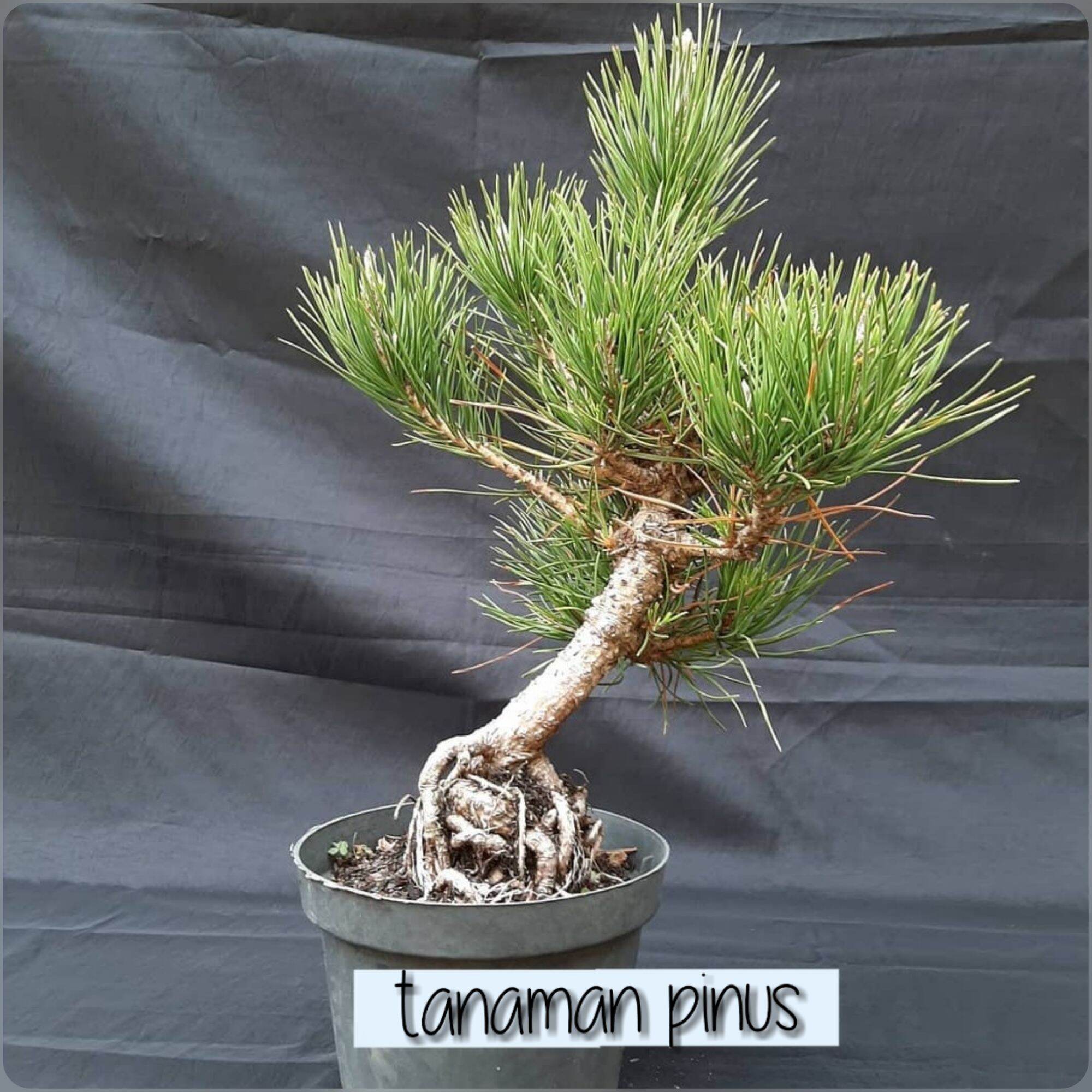 tanaman bibit bahan bonsai cemara pinus rimbun | Lazada Indonesia