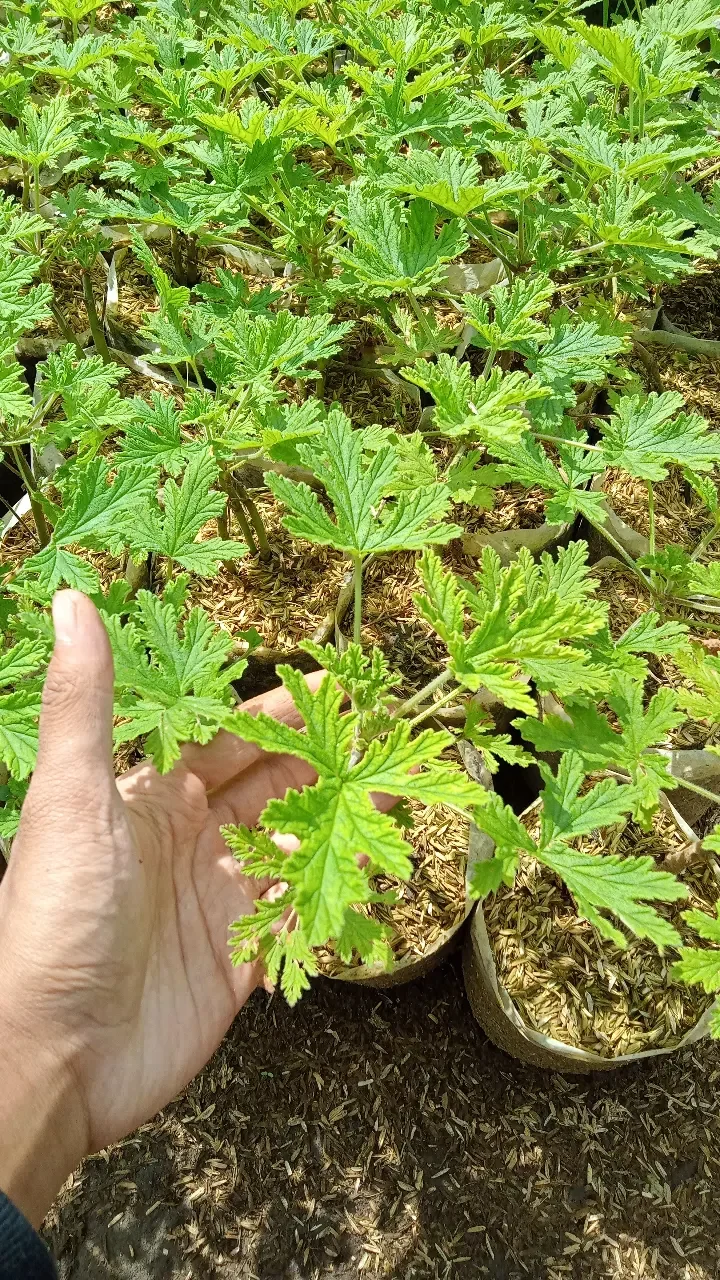 Tanaman hidup citronella/citrosa/karniem | Lazada Indonesia