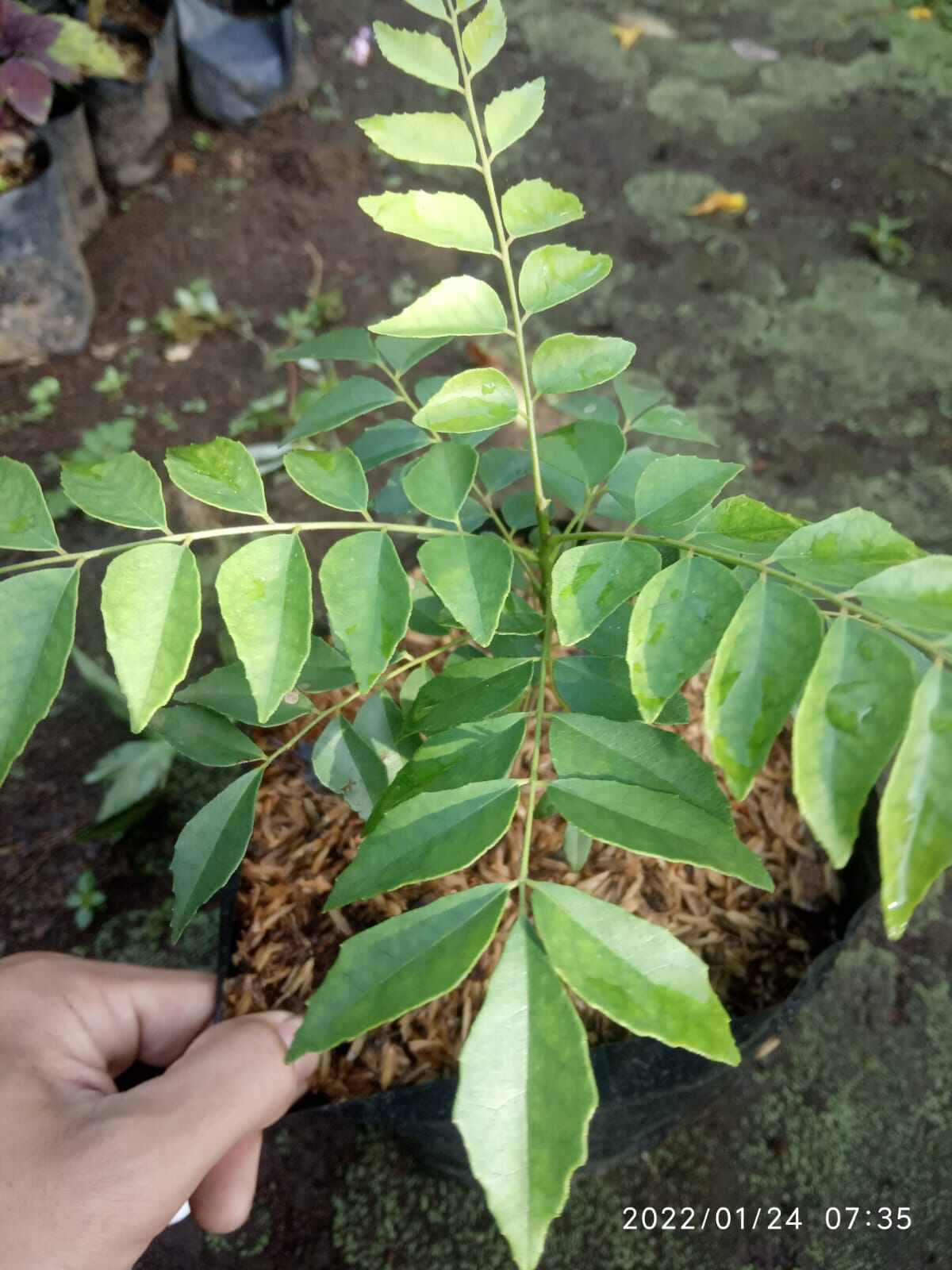 Bibit Tanaman Pohon Salam Koja - Temuru - Daun Kari - 20cm | Lazada ...