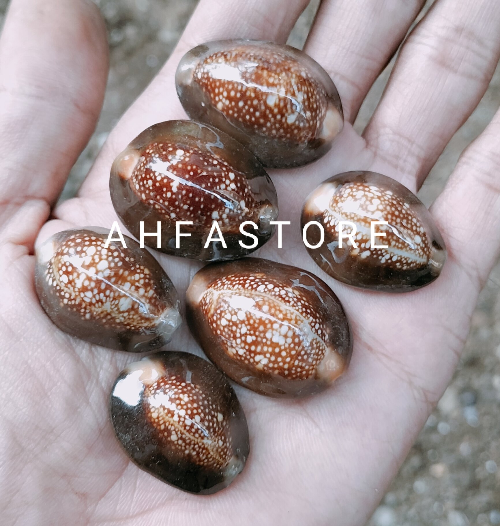 Cangkang Kerang Mauritia Kecil 10pcs | Lazada Indonesia