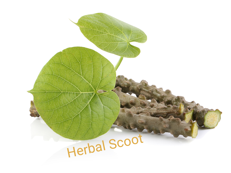 Antawali/Brotowali Tanaman herbal berkhasiat 3 batang | Lazada Indonesia
