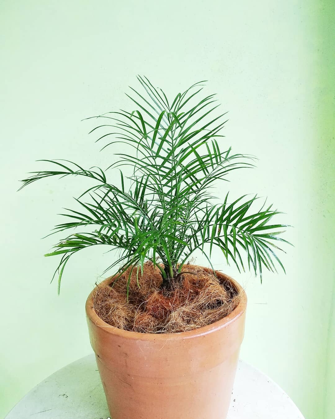 Tanaman Palem Phoenix | Lazada Indonesia