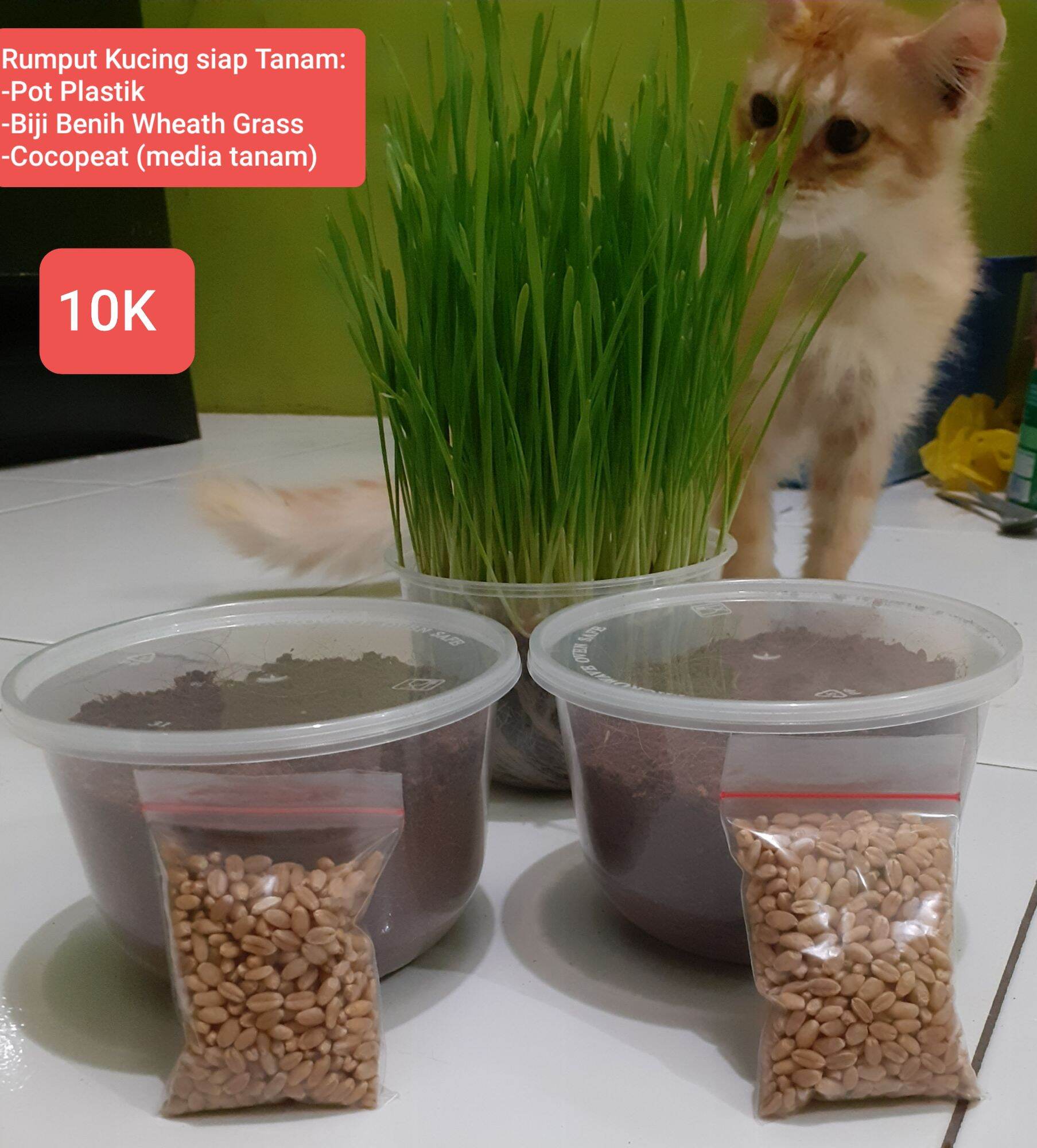 Rumput Kucing Rumput Gandum Wheath Grass paket Siap Tanam | Lazada Indonesia