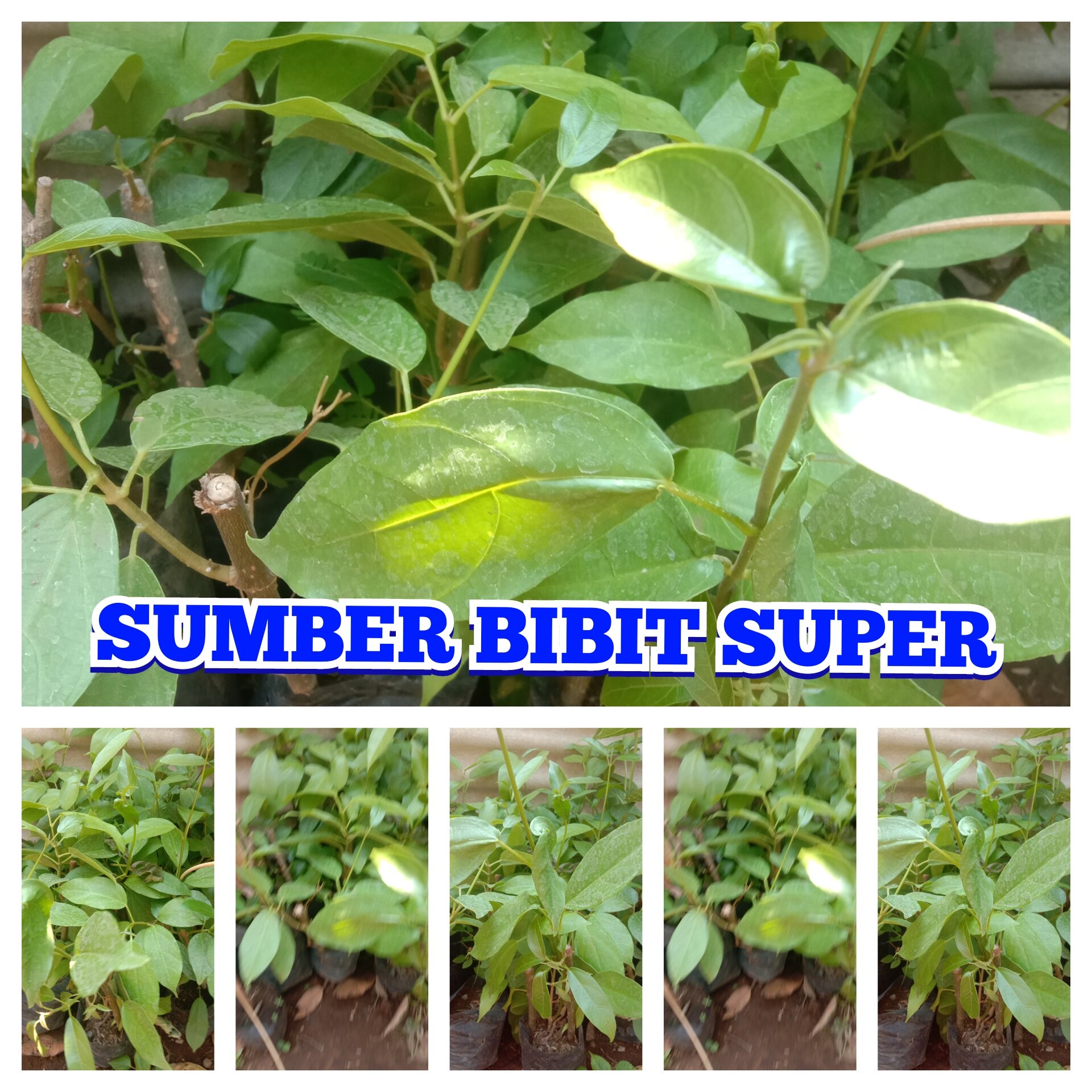 Bibit cincau pohon cincau hijau cincau perdu buat es cincau | Lazada ...
