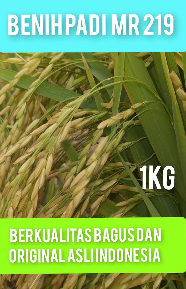 COD BENIH PADI MR219 BERKUALITAS KEMASAN 1KG | Lazada Indonesia