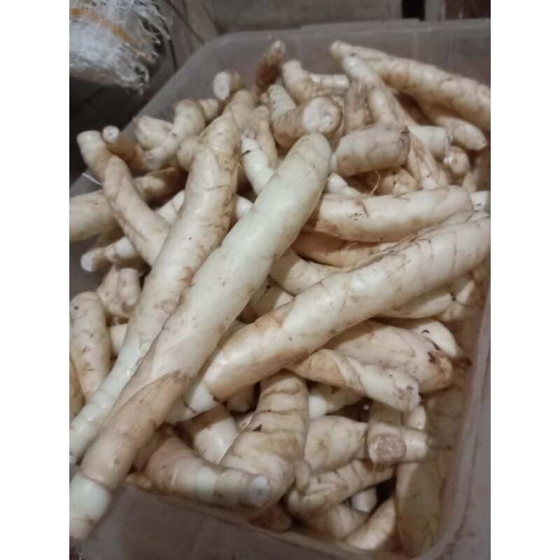 Umbi Garut Segar Herbal Lambung 1kg | Lazada Indonesia