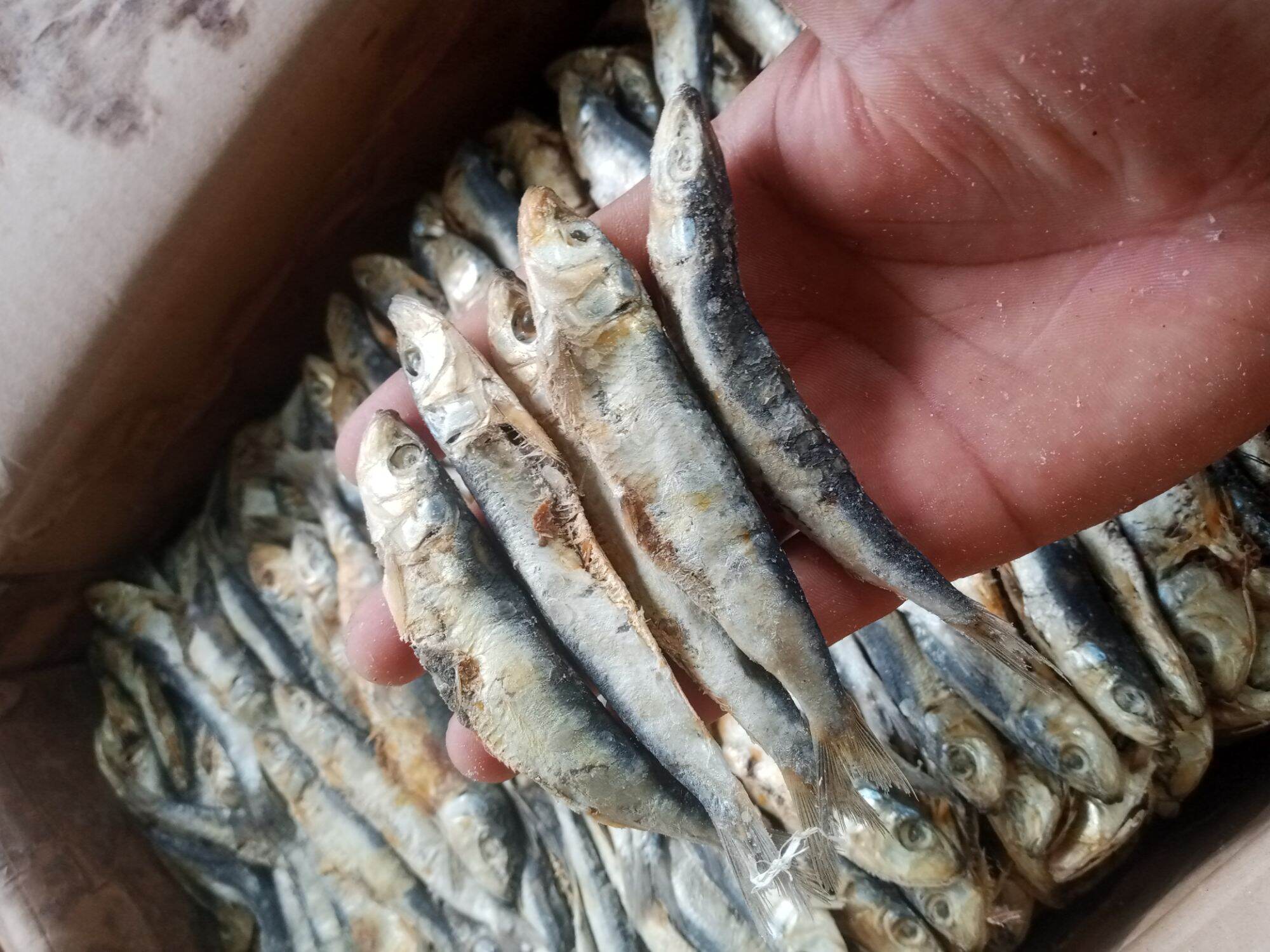 PROMO IKAN LEMURU KERING ; 1KG | Lazada Indonesia