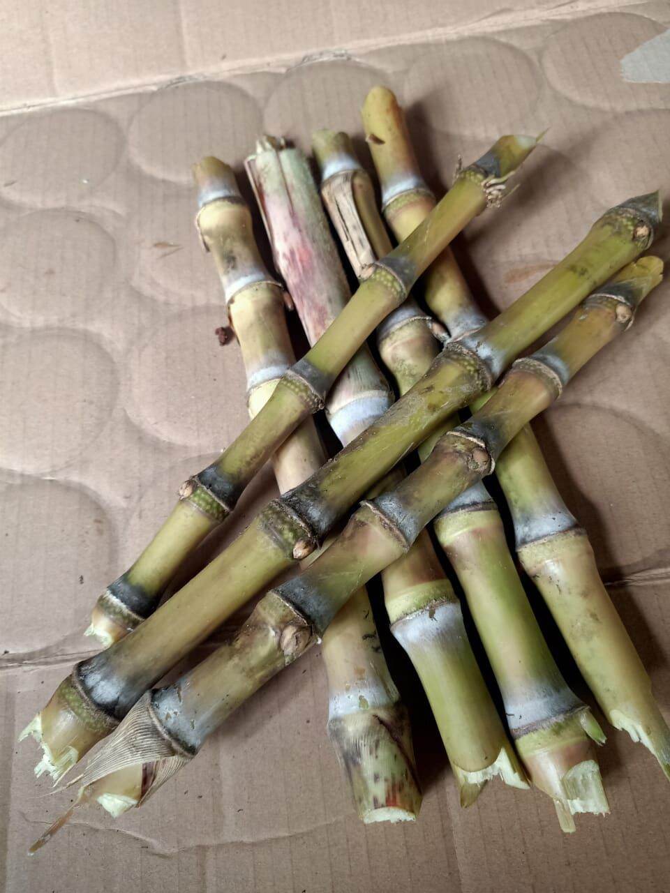 jual bibit turubuk siap tanam | Lazada Indonesia