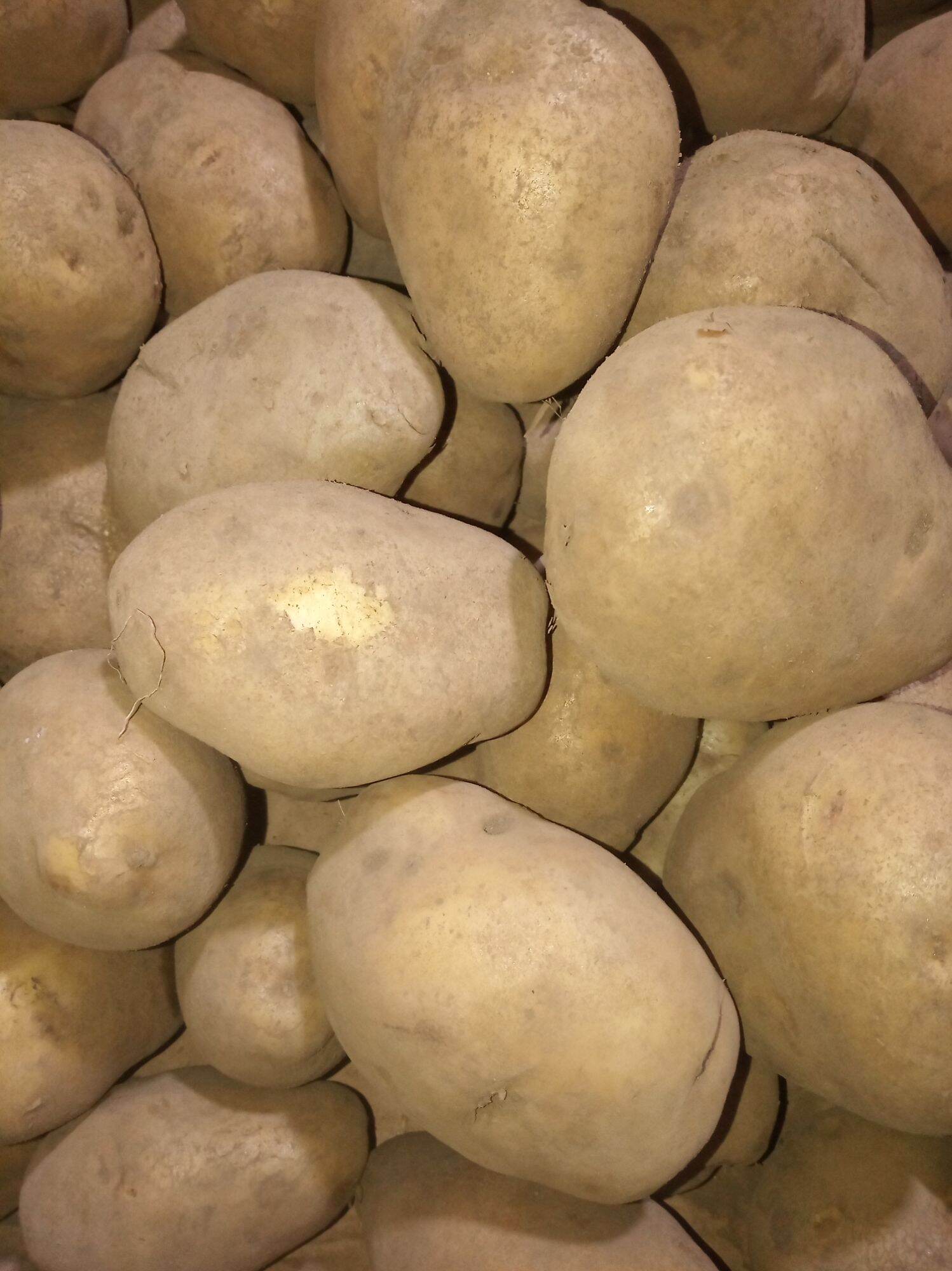 kentang dieng super jumbo 1kg | Lazada Indonesia