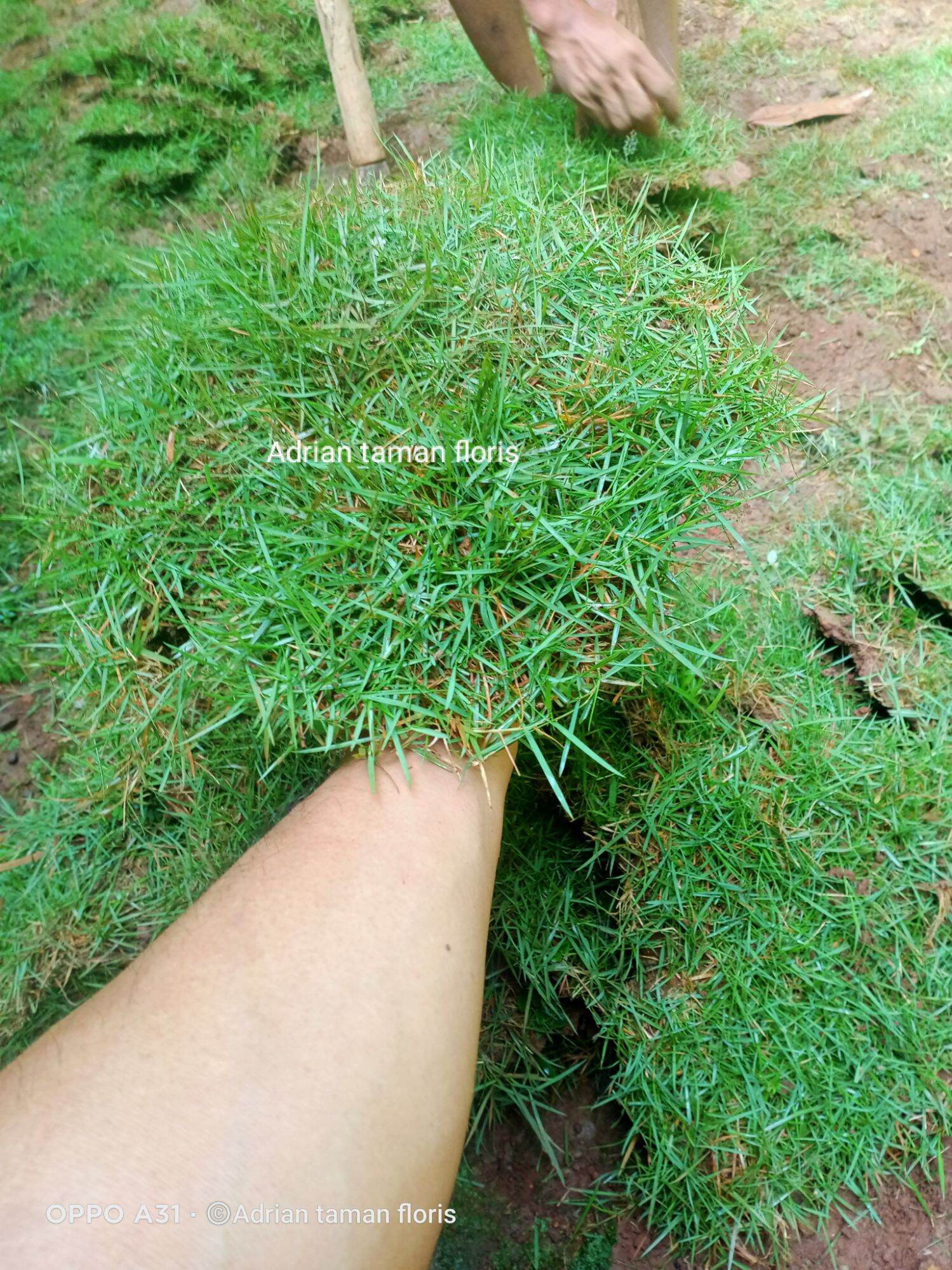 jual rumput jepang 1 meter x 1 meter | Lazada Indonesia
