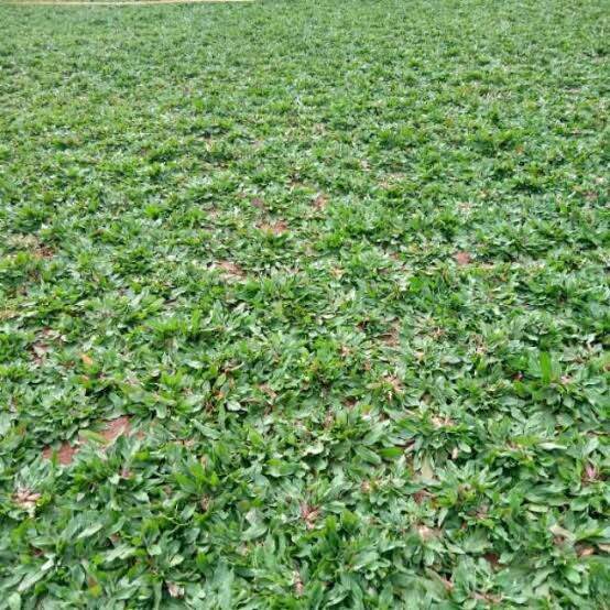 Rumput Gajah Mini 1 Meter Berjarak Persegi Lazada Indonesia