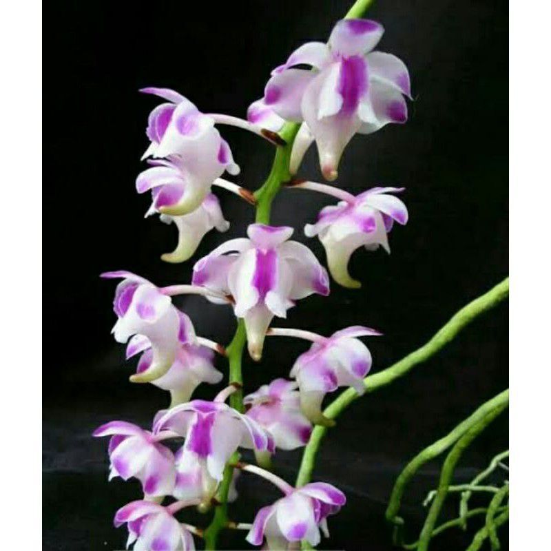 Anggrek kuku macan | Lazada Indonesia