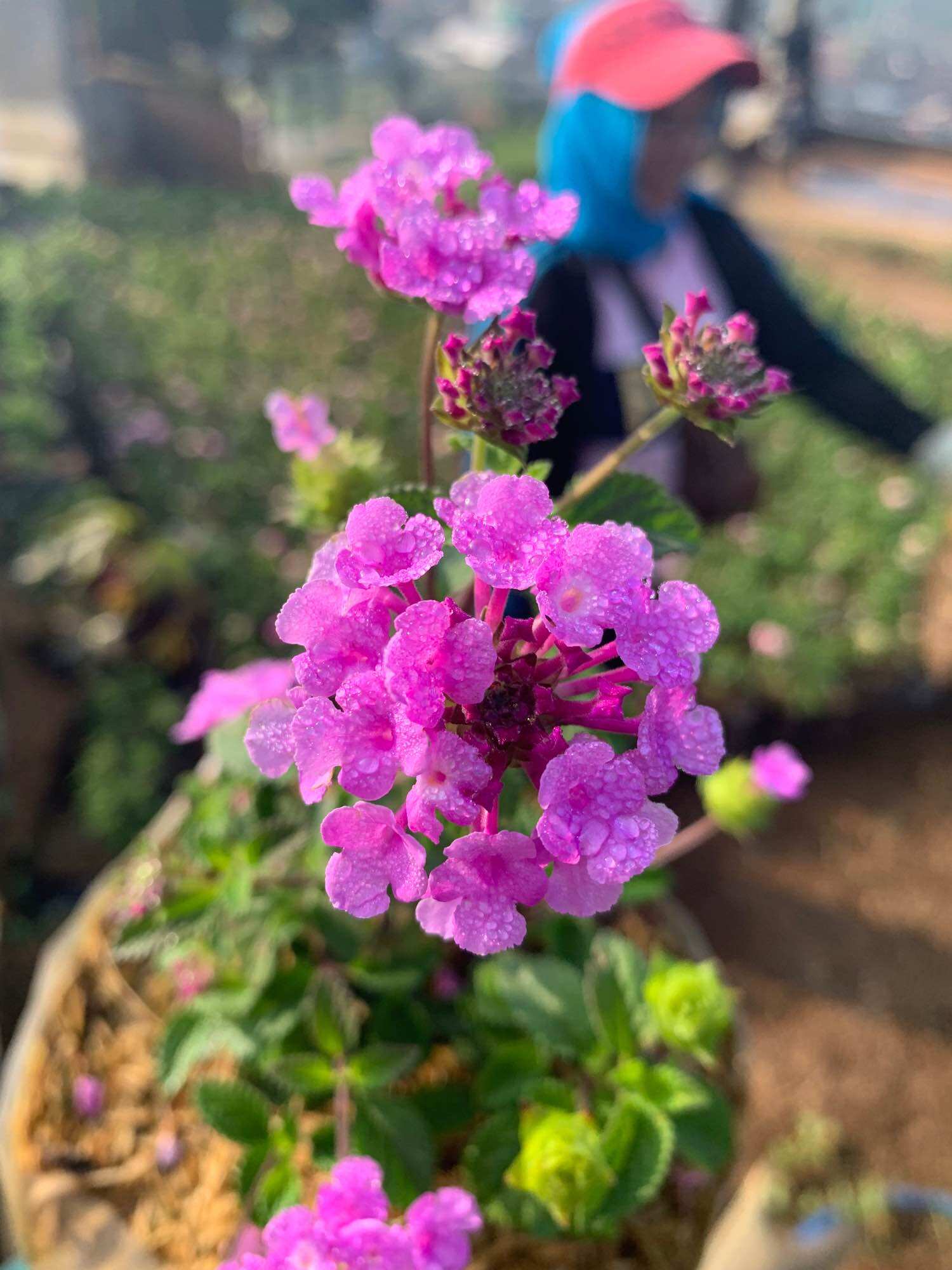 Tanaman hias bunga Lantana Ungu / Bunga Hidup / Bunga asli | Lazada ...