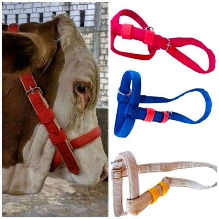 TALI SAPI/HALTER SAPI / BRANGUS SAPI / KELUH SAPI | Lazada Indonesia