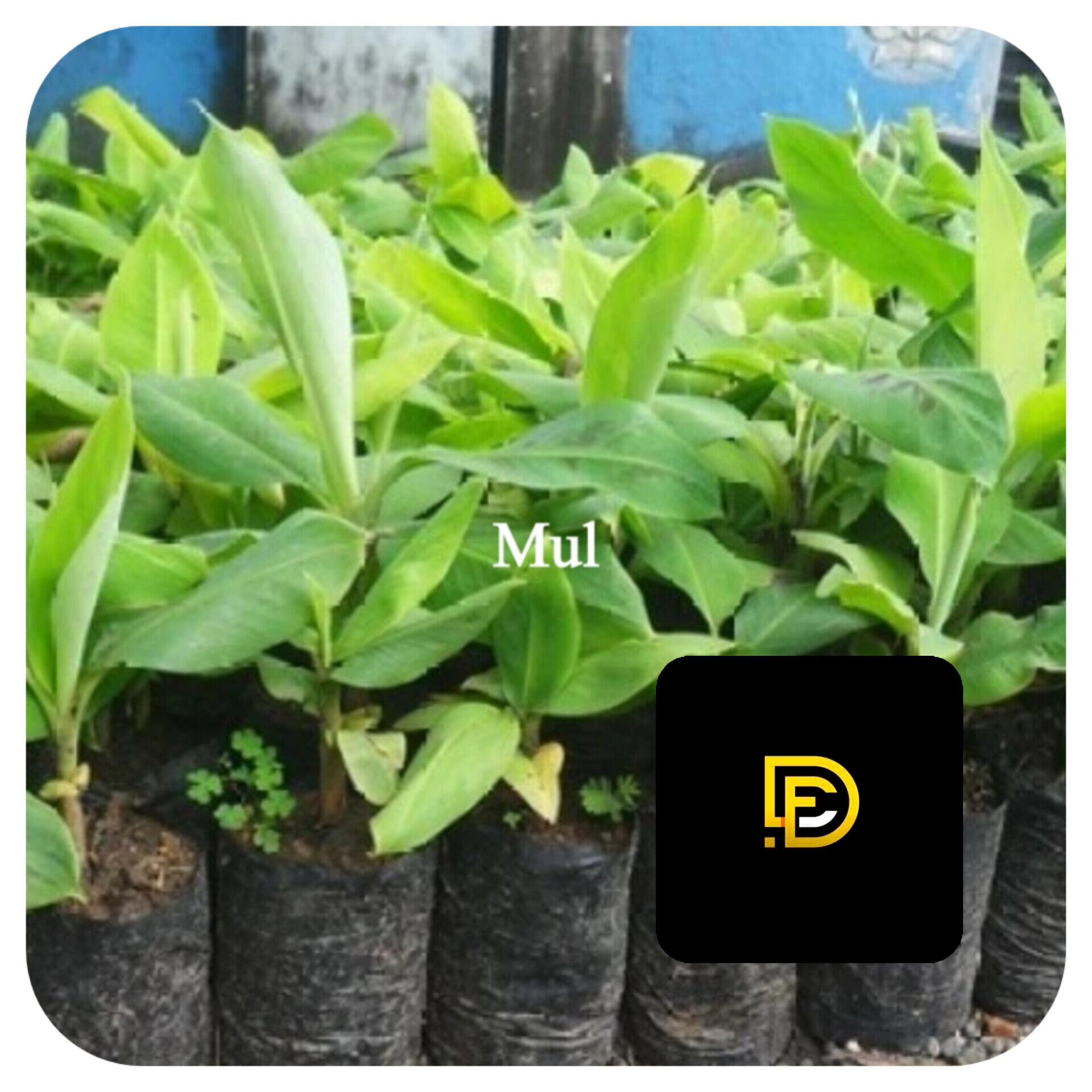 Bibit pisang muli bibit pisang lilin super | Lazada Indonesia