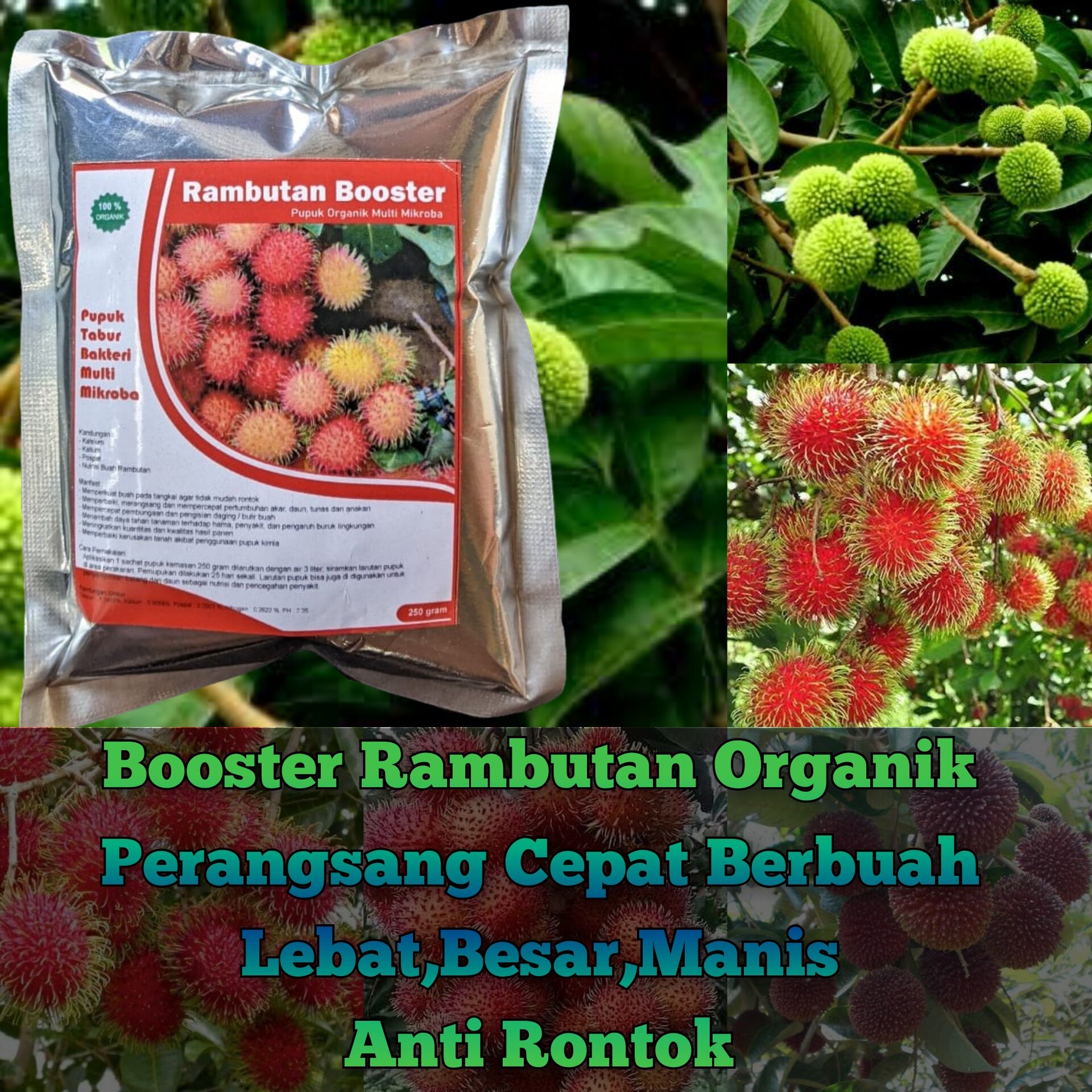 Akar Pohon Rambutan