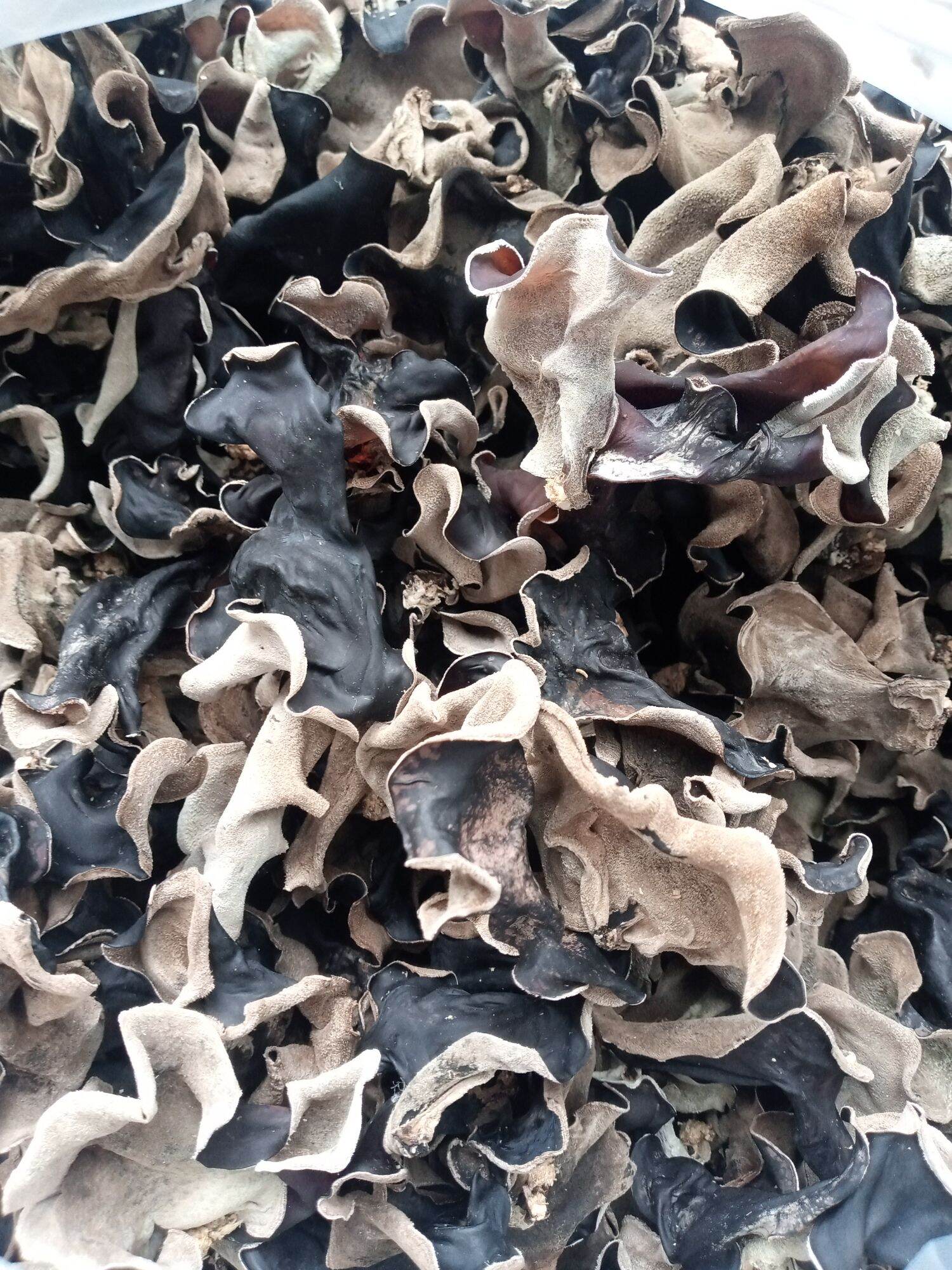 jamur kuping kering hitam 1 kg | Lazada Indonesia
