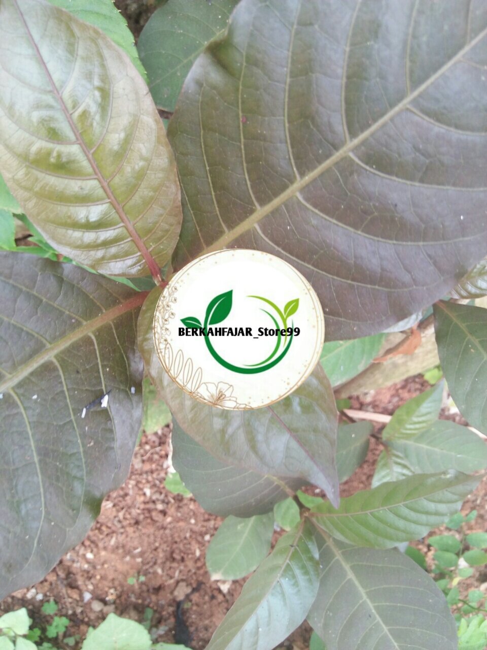 daun handeuleum segar 60 lembar organik | Lazada Indonesia