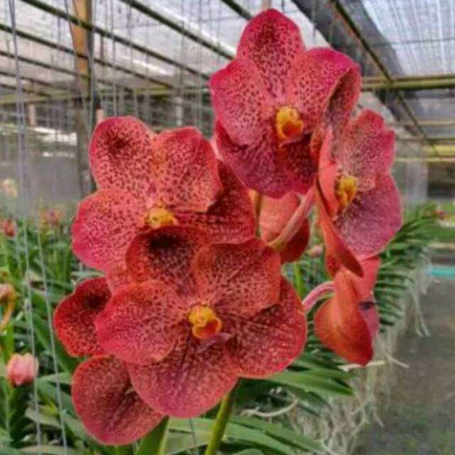 Anggrek Vanda Merah Dewasa Impor Siap Bunga, Spike dan Knop | Lazada ...