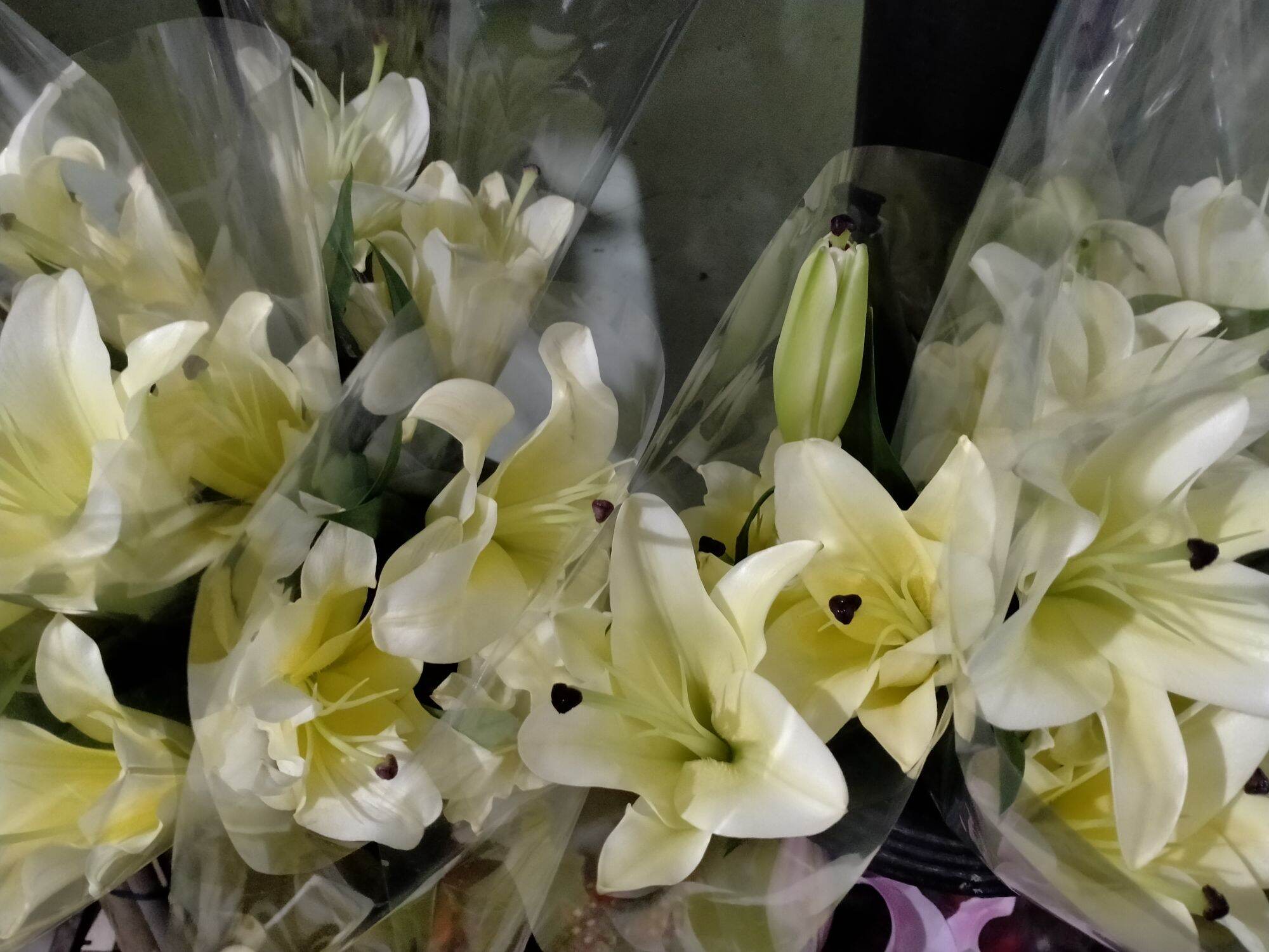 Bunga Lily Casablanca | Bunga Segar | Lazada Indonesia