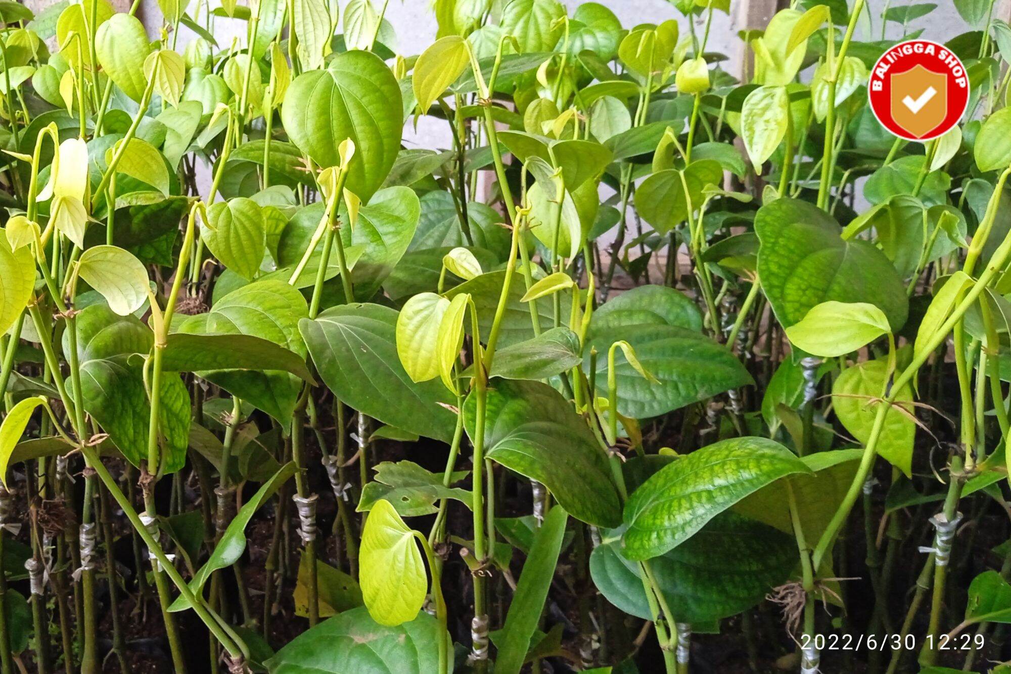 17 Bibit Lada India Rambat Lada Sambung Melada | Lazada Indonesia