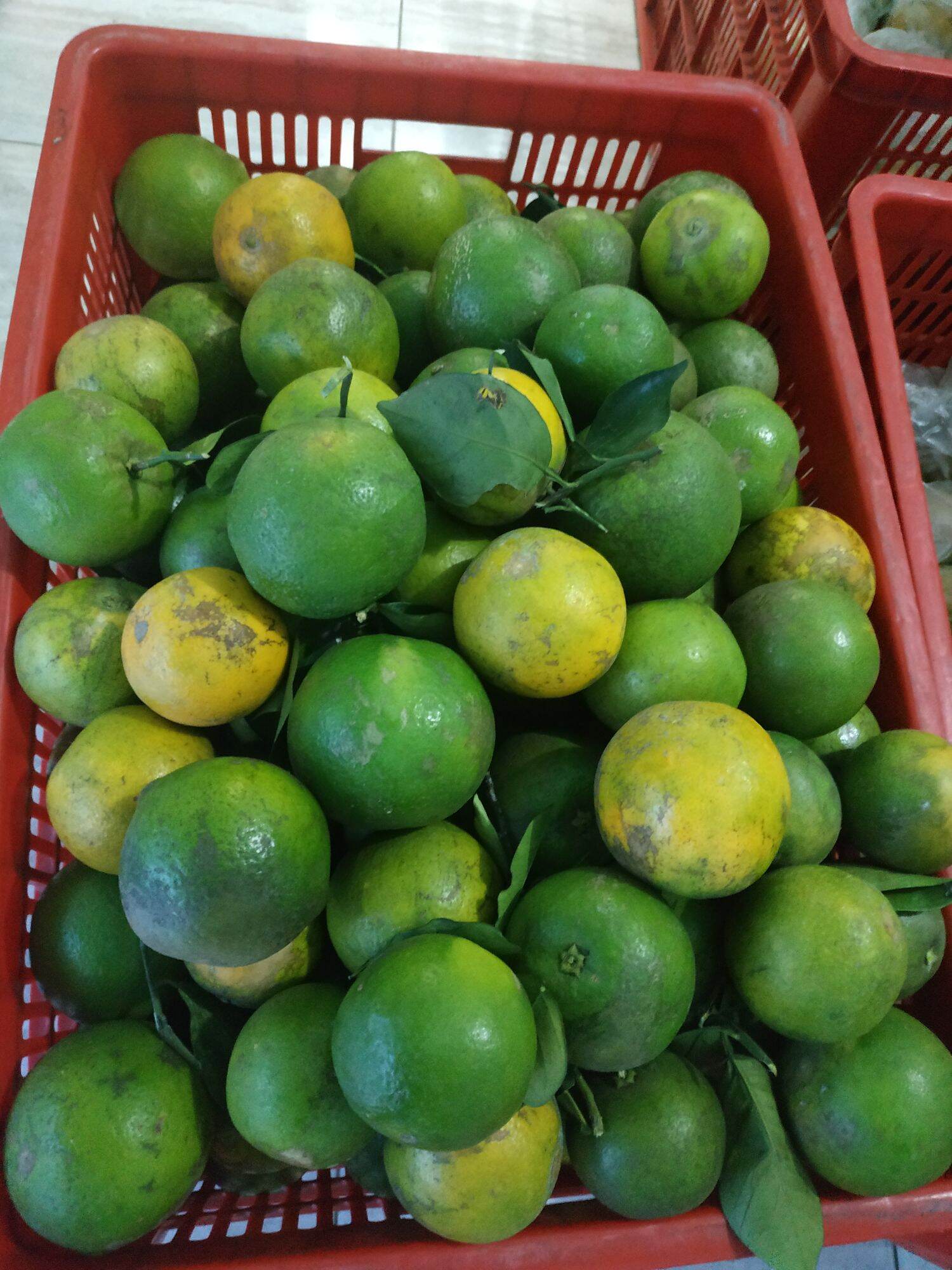 jeruk baby malang | Lazada Indonesia