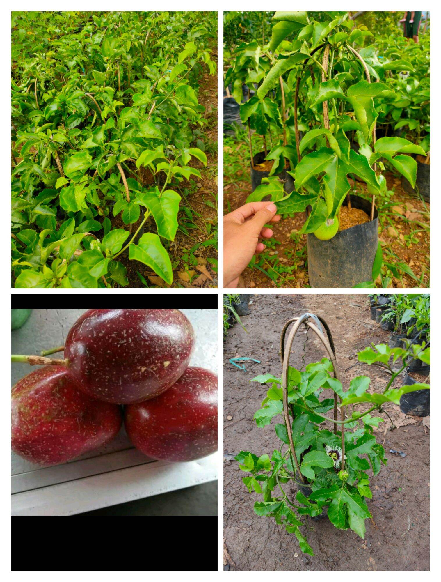 pohon buah markisa merah madu manis tabulampot | Lazada Indonesia