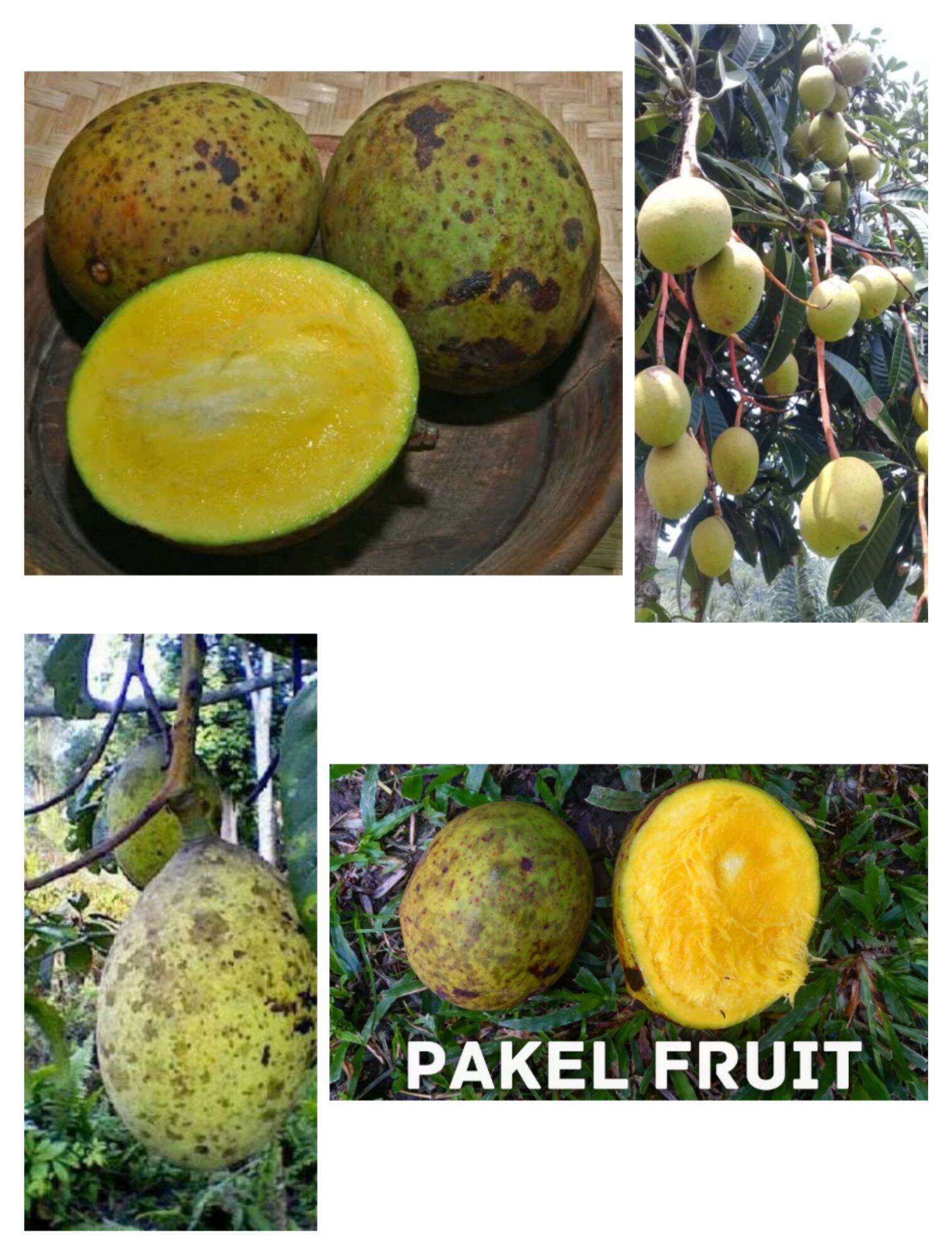 Buah pakel limus muda buah bacang asli segar 1 kg | Lazada Indonesia