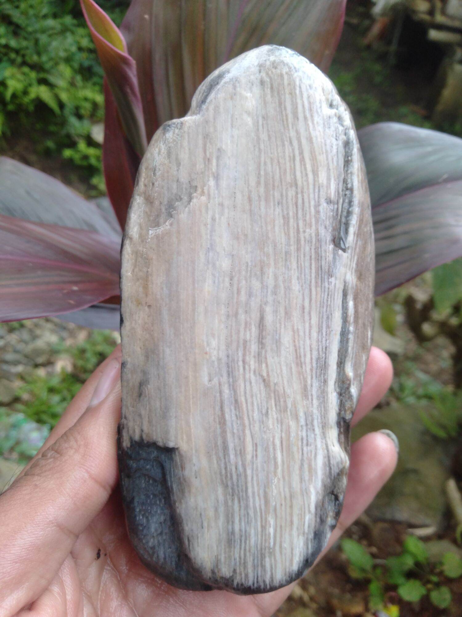 FOSIL KAYU STIGI LAUT | Lazada Indonesia