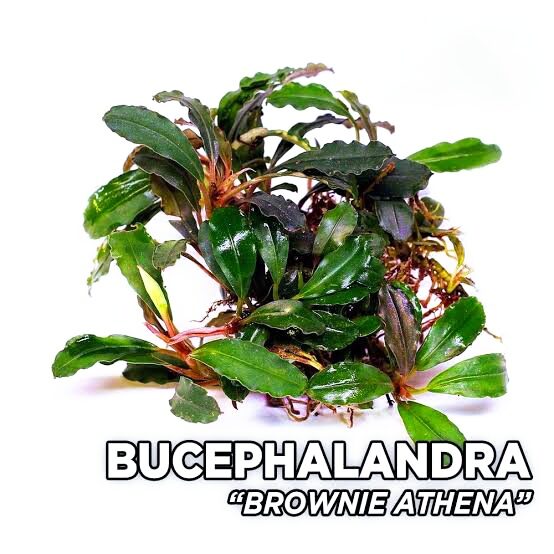 Bucephalandra Brownie Athena Tanaman Aquascape | Lazada Indonesia