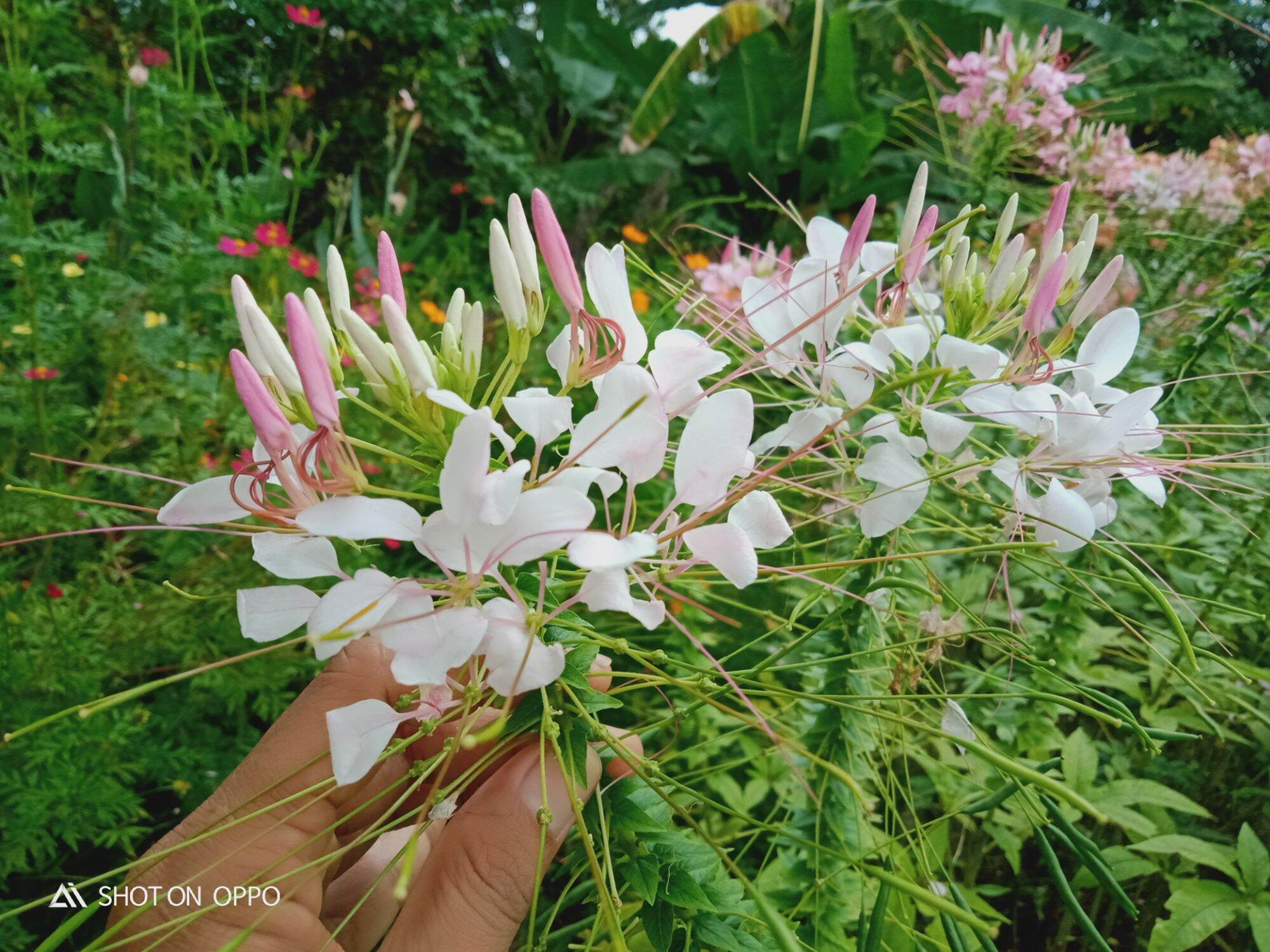 Biji Benih Bunga Laba-Laba Spider Flower Bunga Cleome Warna PUTIH PUCUK ...