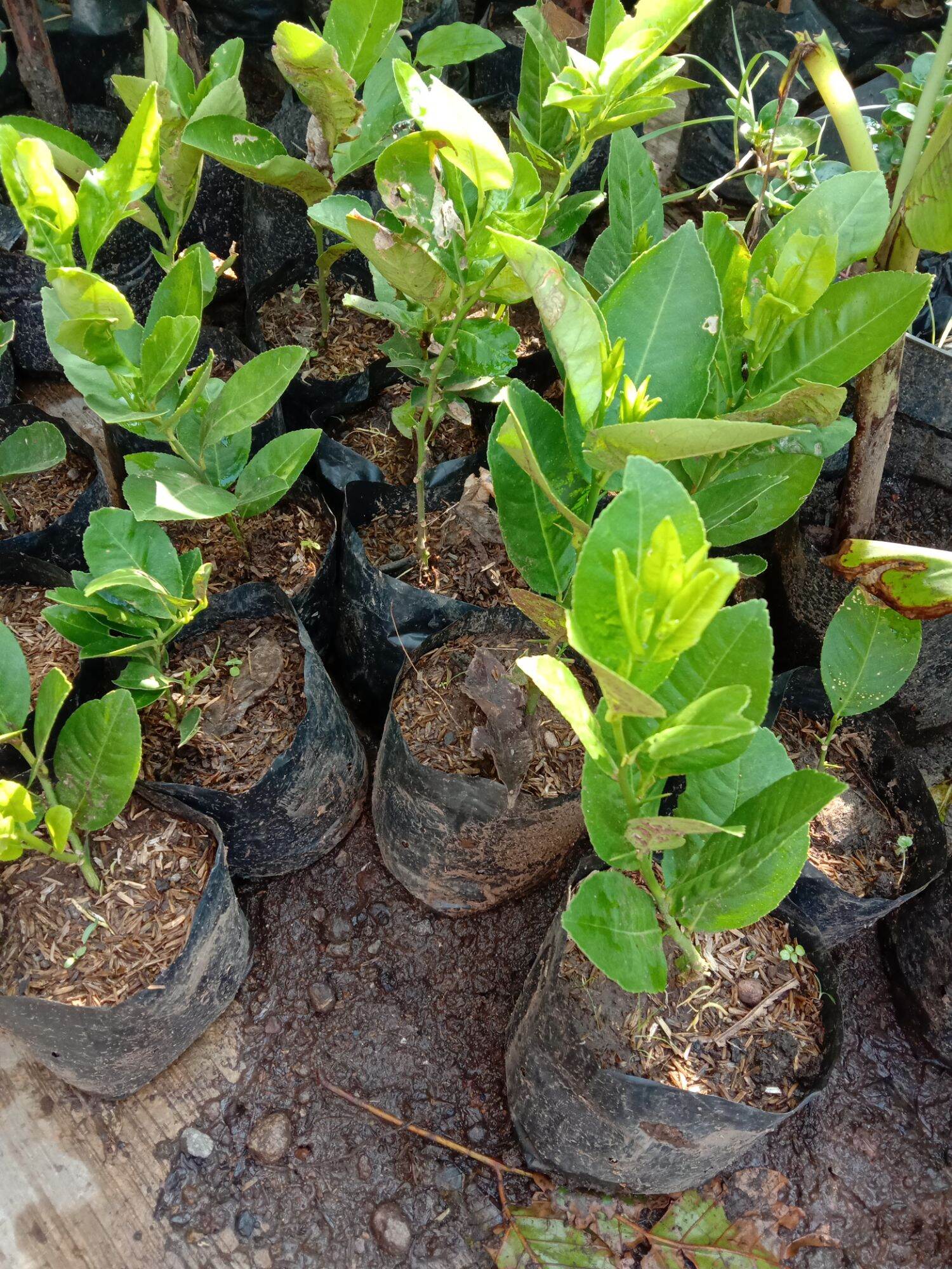 Bibit buah jeruk lemon hasil stek batang bukan biji cepat berbuah ...