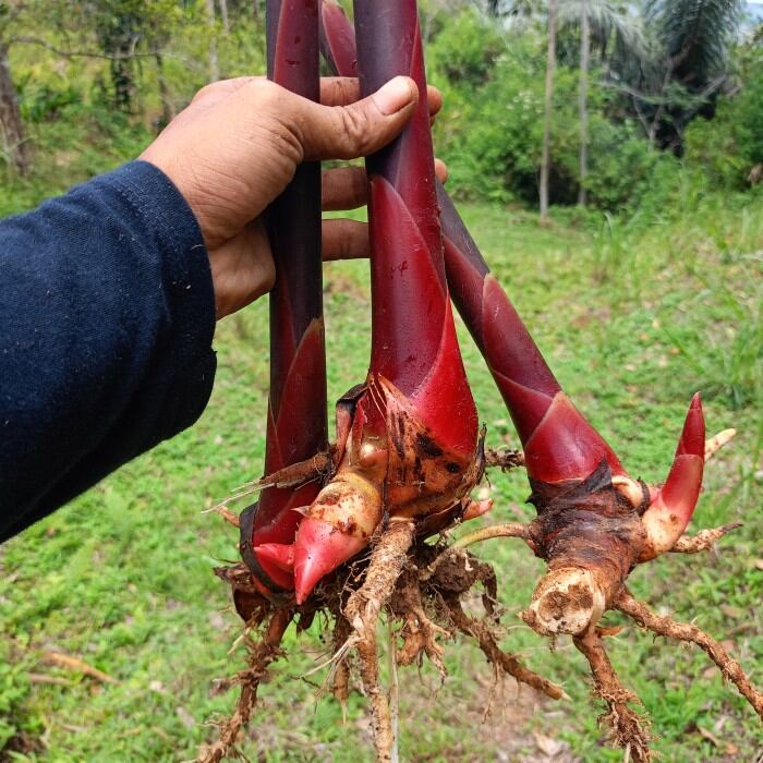 bibit pohon kecombrang merah / pohon honje merah per pcs | Lazada Indonesia