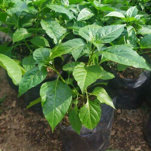 Tanaman Cabai domba (cengek setan) (bibit sayuran komplit) | Lazada ...