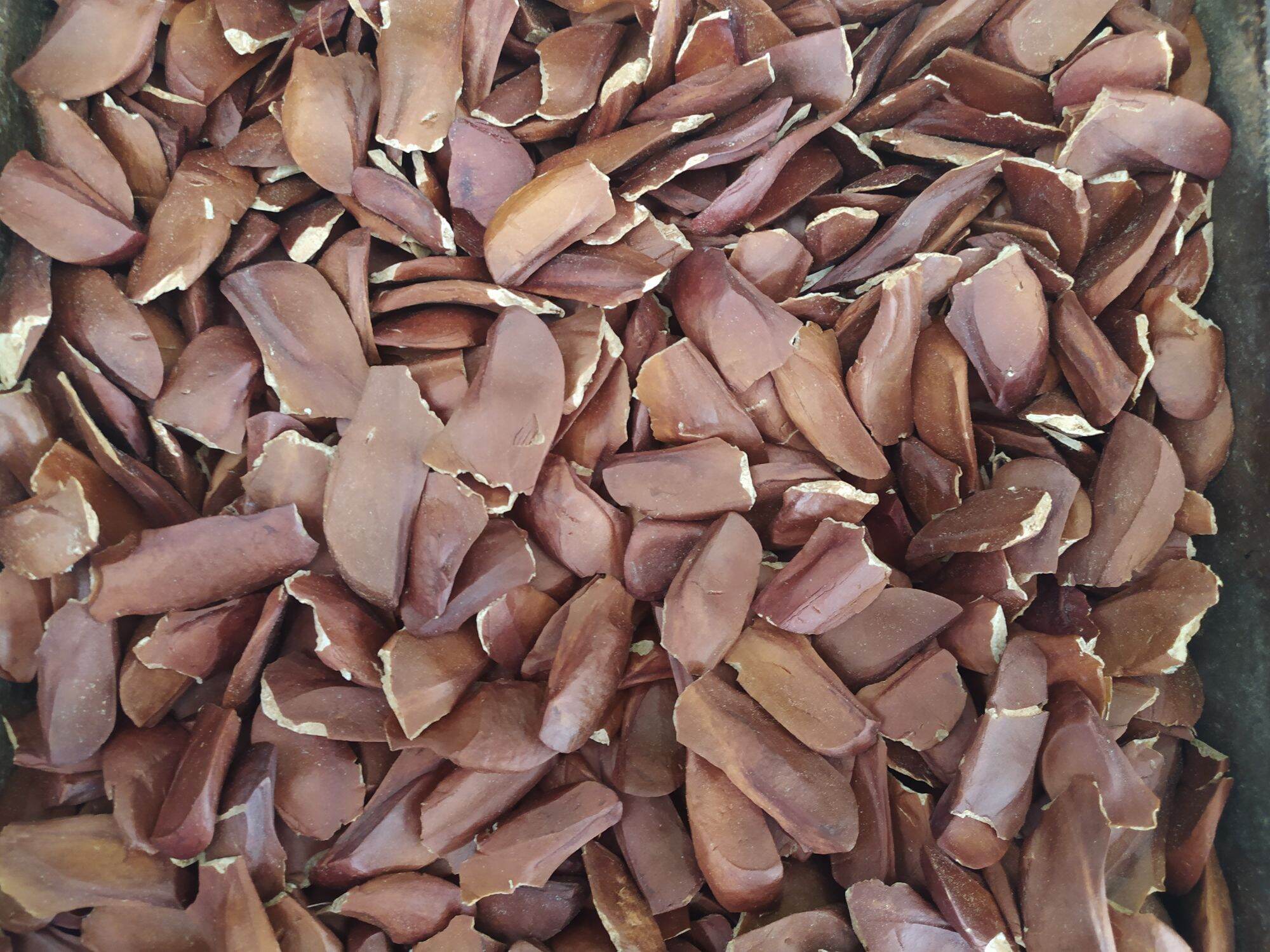 Biji Mahoni Kering 1 kg | Lazada Indonesia