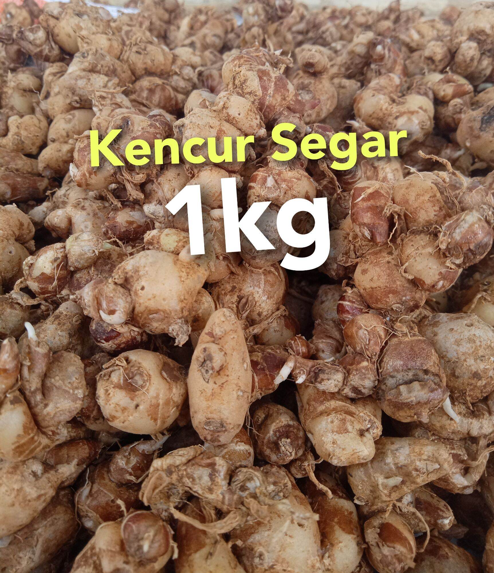 KENCUR SEGAR /KENCUR SEBLAK AROMA KHAS WANGI (1kg) | Lazada Indonesia