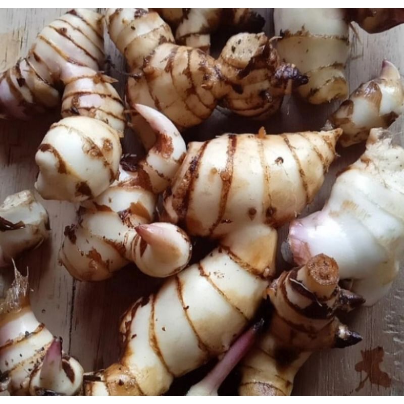 TERLARIS Jual Umbi Ganyong putih Organik Atau Ganyol putih/1kg | Lazada ...