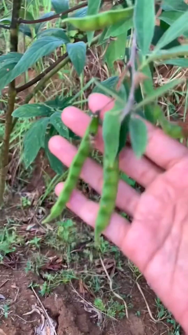 ( 10 Butir ) Benih Biji Kacang Gude | Kacang Hiris | Kacang Kayo ...