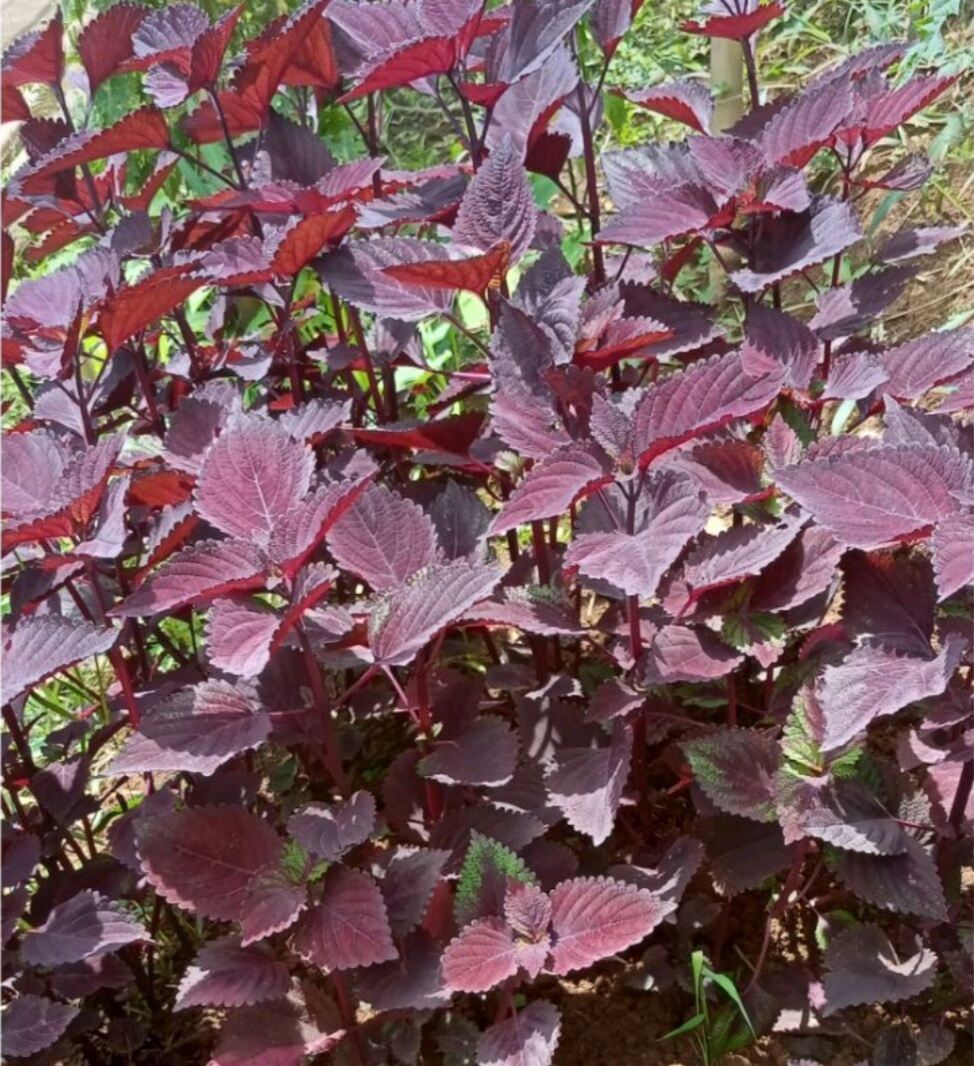 daun jawer kotok segar 50lembar herbal miana/tanaman iler ileran ... daun jawer kotok segar 50lembar herbal miana/tanaman iler ileran ...