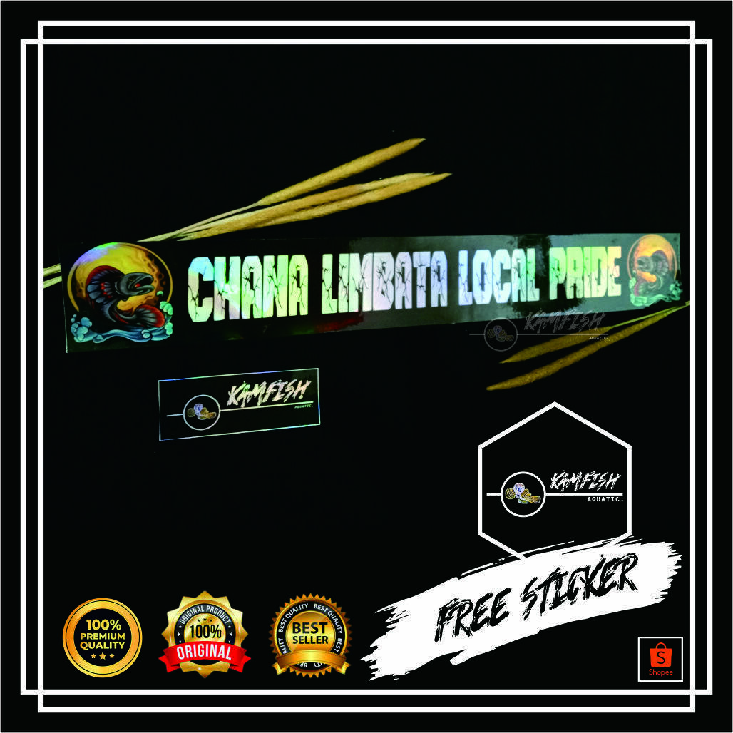STIKER IKAN CHANA AESTHETIC UNTUK AQUARIUM / STIKER CHANA LIMBATA LOCAL ...