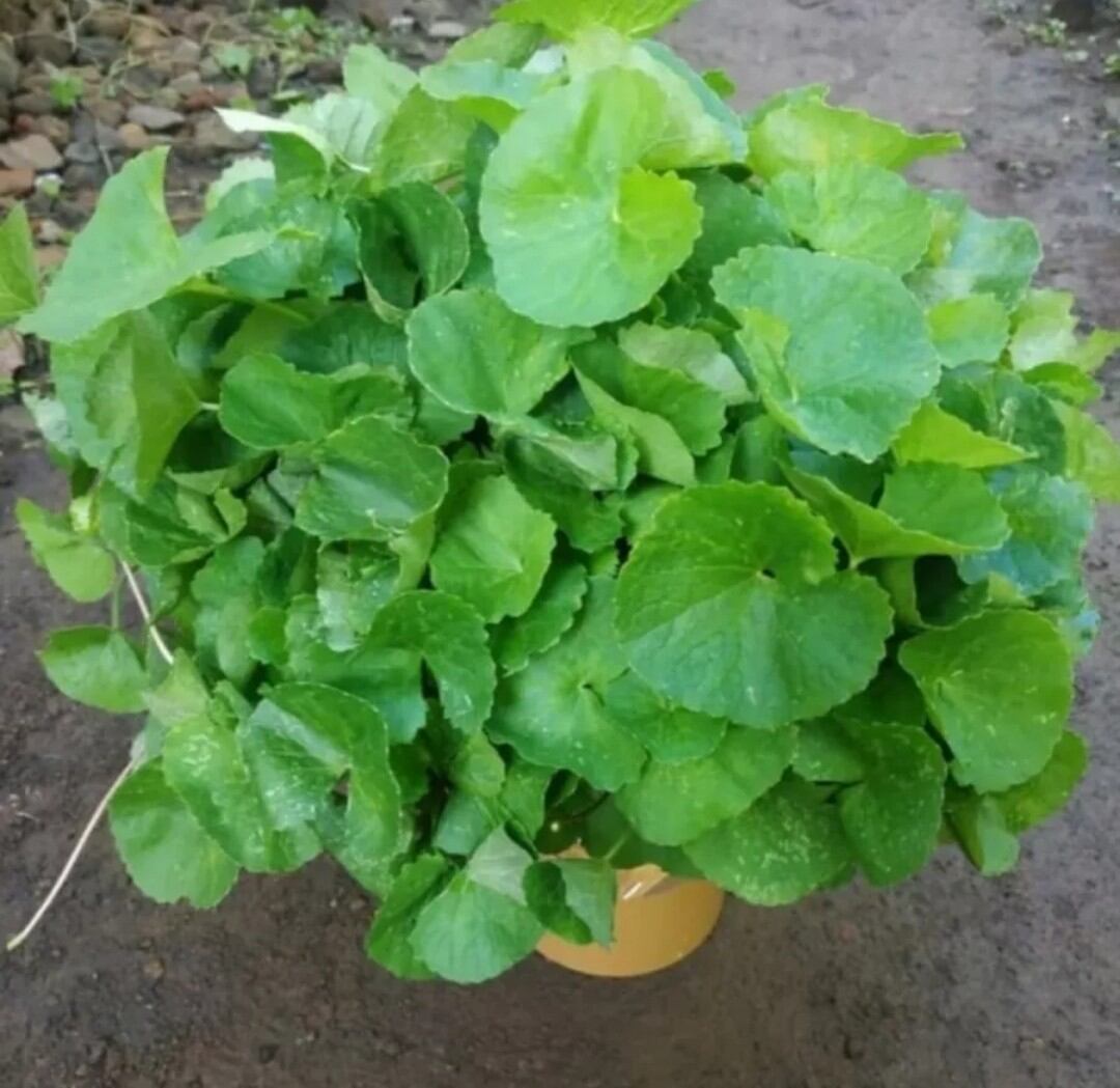 Daun pegagan 500gr/daun antanan segar tanpa bahan kimia | Lazada Indonesia