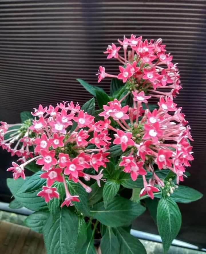 pentas bunga merah | Lazada Indonesia