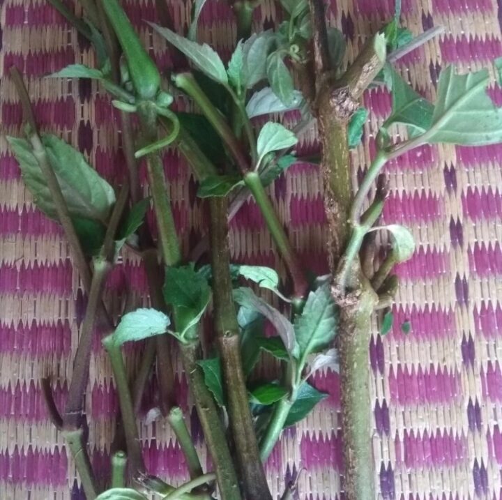 jual setek pohon nilam per 500gram | Lazada Indonesia jual setek pohon nilam per 500gram | Lazada Indonesia