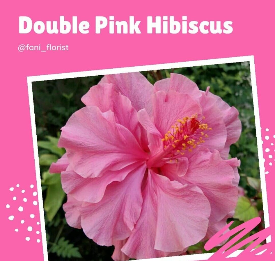 tanaman bunga sepatu double pink hibiscus - bibit kembang sepatu tumpuk ...